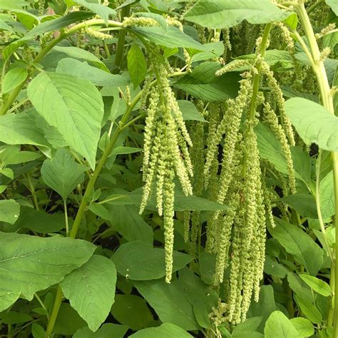 Amarant ´viridis´ Köp Frön Till Amarant Hos Soil And Seeds