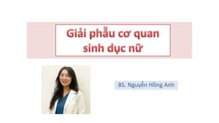 Giải phẫu sinh dục nữ Female Reproductive Anatomy PPTX
