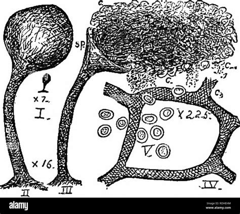 What Is Protoplasm Definition Components Properties