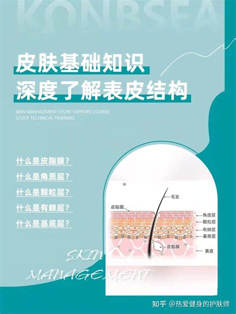 第二集人人必懂的皮肤基础知识——了解表皮结构 知乎