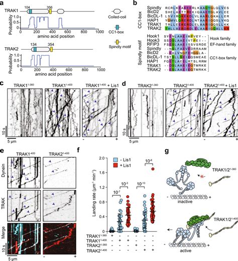 Trak Coiled Coil Domains Activate Dynein Dynactin Motility A Domain