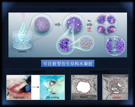 生物与医学工程学院樊瑜波教授团队研发用于骨损伤修复的可注射型仿生结构材料 新闻网