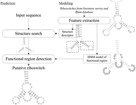 Computational Identification Of Riboswitches Based On Rna Conserved Functional Sequences And