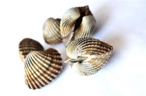 Free Photo Shell