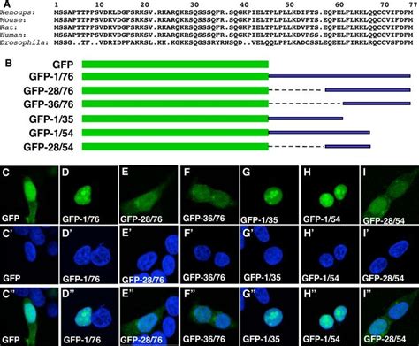 Identification Of An Nls From The N Terminus Of B56 Fl A Alignment Of Download Scientific