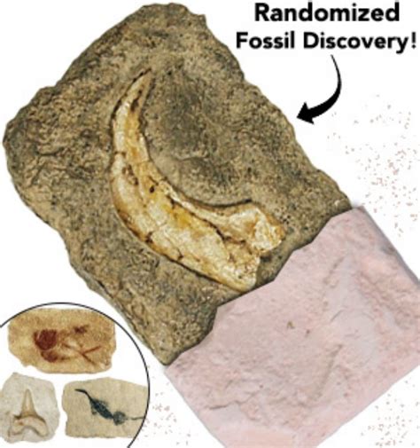 Dig And Discover Fossil Replica Kit Pulsetv