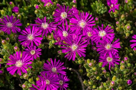 Premium Photo Flowers On A Branch In The Spring