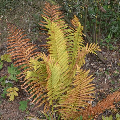 Cinnamon Fern Osmunda Cinnamomea Monticello Shop