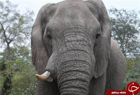 عجیب‌ترین حیوانات خانگی روسای جمهور آمریکا تصاویر