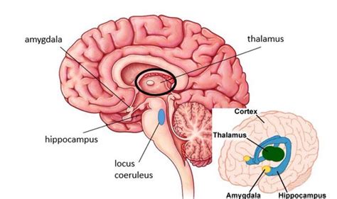 Brain Parts Amygdala