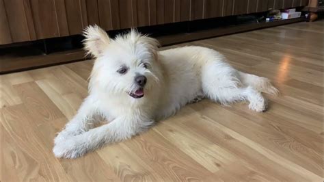 여름날 산책하고 더워서 누워있는 똘이💛 Youtube