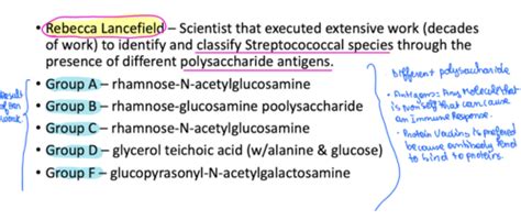 8 Staphylococcus And Streptococcus Flashcards Quizlet