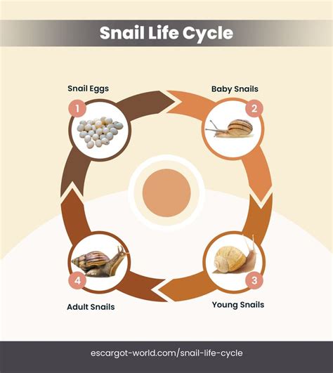 Snail Life Cycle Snail Life Cycle Life Cycles Snail