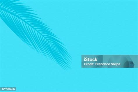 민트 블루 시멘트 텍스처 벽 잎 식물 그림자 배경 최소한의 개념으로 여름 열대 여행 해변 플랫 레이 파스텔 칼라 손바닥 자연 0명에 대한 스톡 벡터 아트 및 기타 이미지