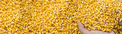 Corn Diseases Identify Scout And Control Crop Science Us