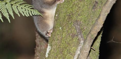 We Modelled The Future Of Leadbeaters Possum Habitat…