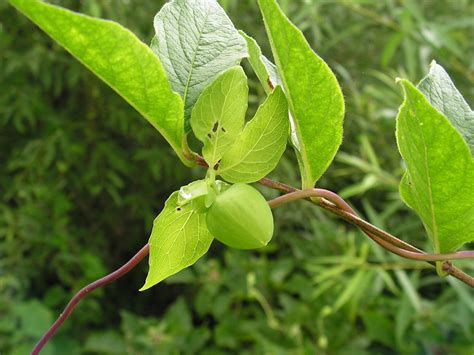 Codonopsis ussuriensis - Изображение особи - Плантариум