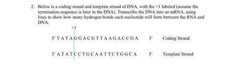 Solved Below Is A Coding Strand And Template Strand Of DNA Chegg