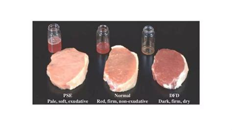 Grading Judging And Fabrication Of Meat Carcass Pptx