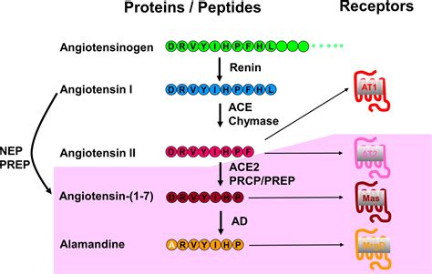 Alternative Renin Angiotensin System Hypertension