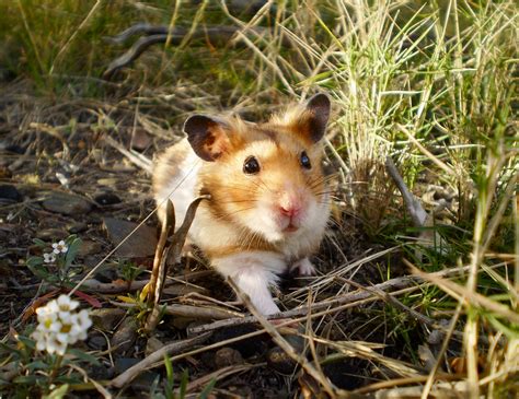 Free Photo Cookie The Wild Hamster Adorable Cute Hamster Free