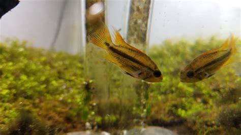 Sex My Apistogramma Cacatuoides Orange Flash I Think The Top Picture