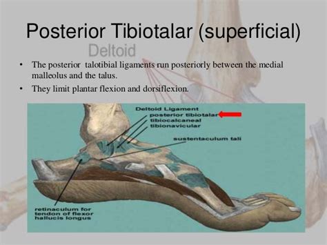 Ankle Joint