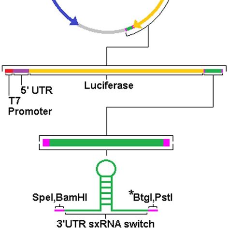 RNA Switch Design And Fold Predictions For B 1a And B 1e SxRNA A Download Scientific Diagram