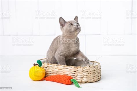 새끼 고양이 회색 품종 버마는 고리 버들 바구니에 앉아 있다 다음 장난감 과일의 형태로 뜨개질 흰색 배경입니다 고리 세공에 대한 스톡 사진 및 기타 이미지 Istock