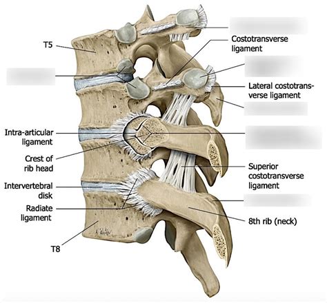 Costotransverse Joint