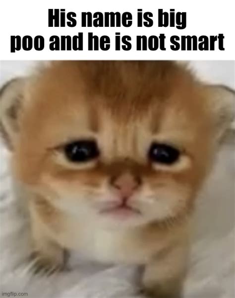 Big Poo Imgflip