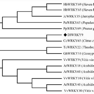 Figure Figure Figure Figure Phylogenetic Tree Analysis Download Scientific