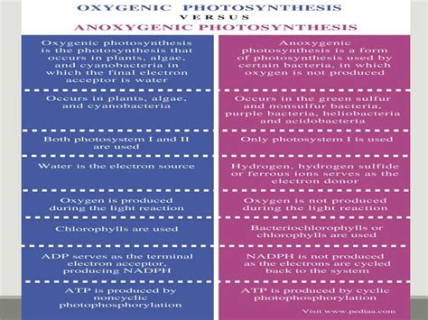 Photosynthetic Bacteria Oxygenic And Anoxygenic Pptx