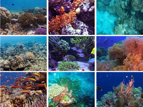 Deep Learning For Visual Navigation Of Underwater Robots Paper And Code Catalyzex