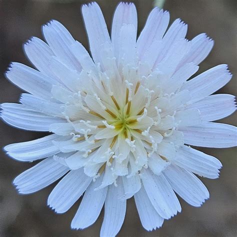 Cliff Aster Seedsmalacothrix Saxatiliscalifornia Native Plantsnative