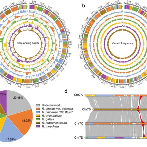 Pdf Haplotype Resolved Genome Assembly And Resequencing Provide Insights Into The Origin And
