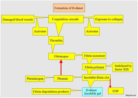 D Dimer Test Diagnosis Of Dic