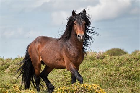 The Spirit Of Freedom Learn About The Mustang Horse Breed The