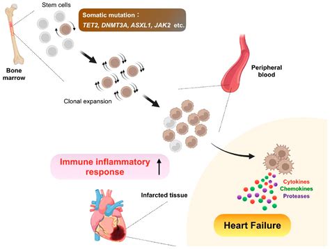 Immune And Inflammatory Networks In Myocardial Infarction Current