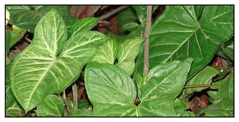 Arrow Leaf Syngonium Podophyllum Arrowhead Vine Herbal Medicine Philippine Alternative