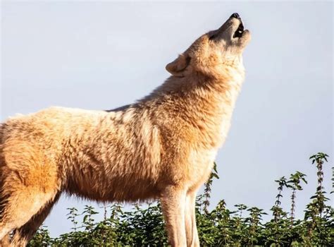 Crying Wolf Durango Telegraph