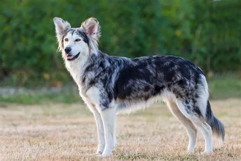 15 Most Popular Husky Mix Dogs Hubpages