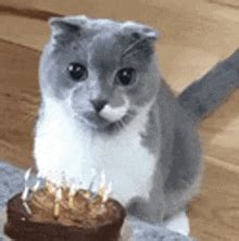 Cat Eating Cake S Tenor