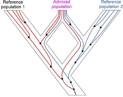 Incomplete Lineage Sorting In An Admixed Population The Figure Shows A