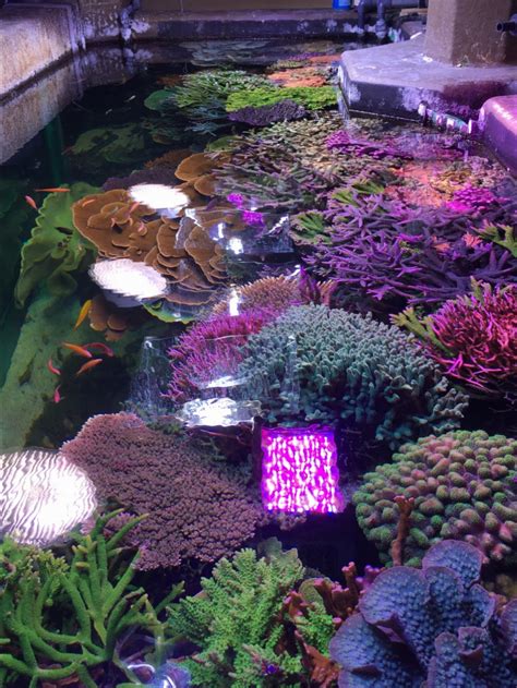 Return Pump Flow Rate Opinions Reef2reef