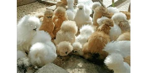 شناخت مرغ ابریشمی و راهنمای نگهداری پرورش مرغ ابریشمی فروشگاه