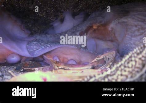 Eggs Giant Pacific Octopus Stock Videos And Footage Hd And 4k Video