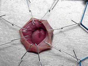 Ku Babes Tube Free Porn XXX Videos