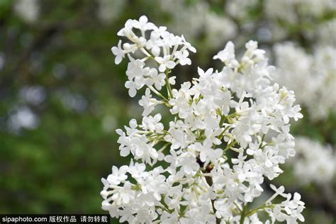 国家植物园丁香园各式丁香进入最佳观赏期吸引游客驻足拍照