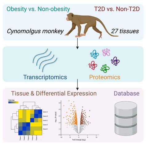 A Transcriptomic And Proteomic Atlas Of Obesity And Type 2 Diabetes In